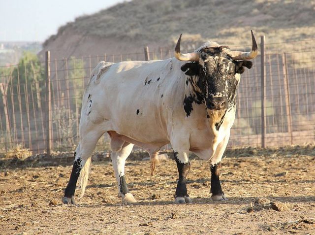 ¿Cómo es un toro ensabanado?